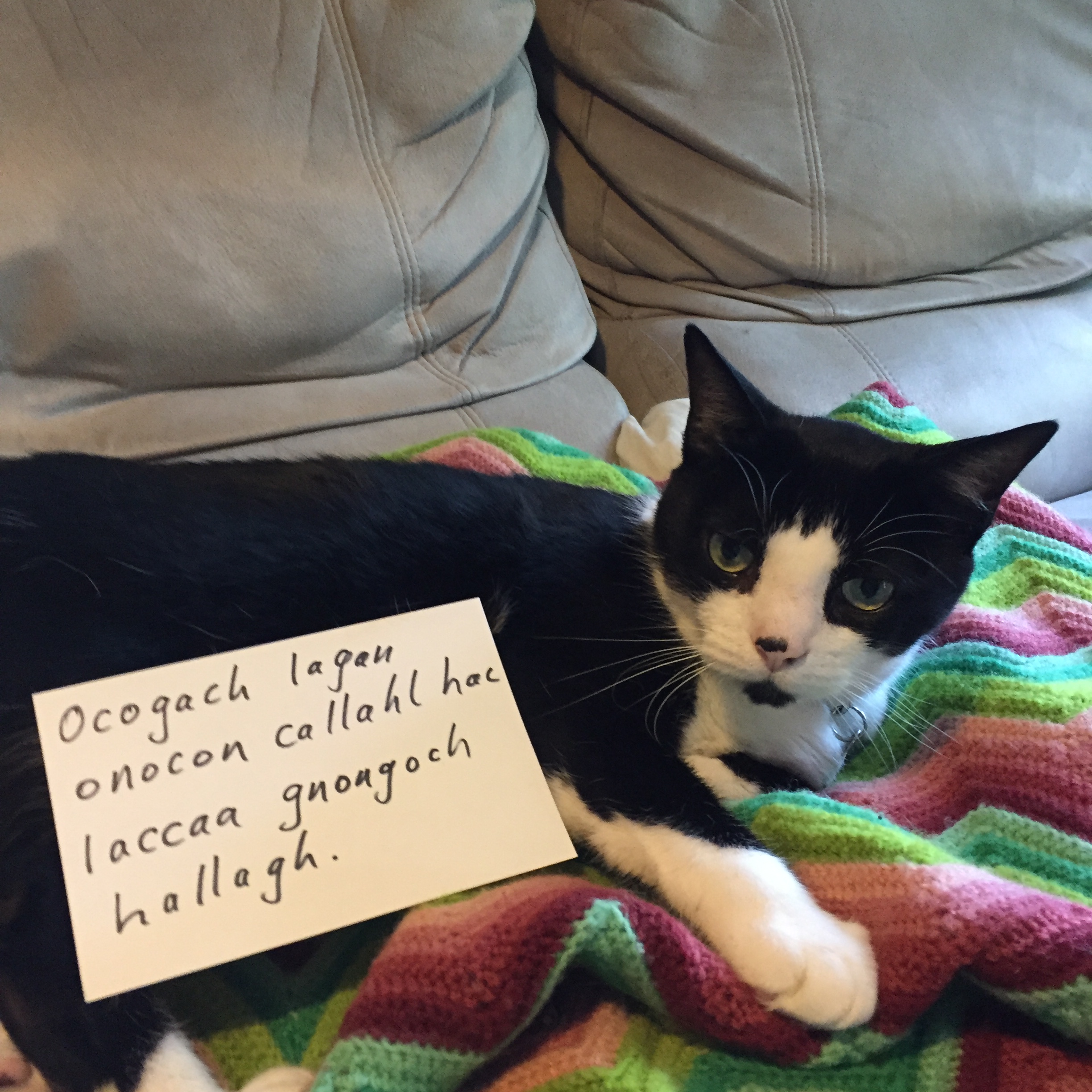 Gonch cat #10 | jeff bagato